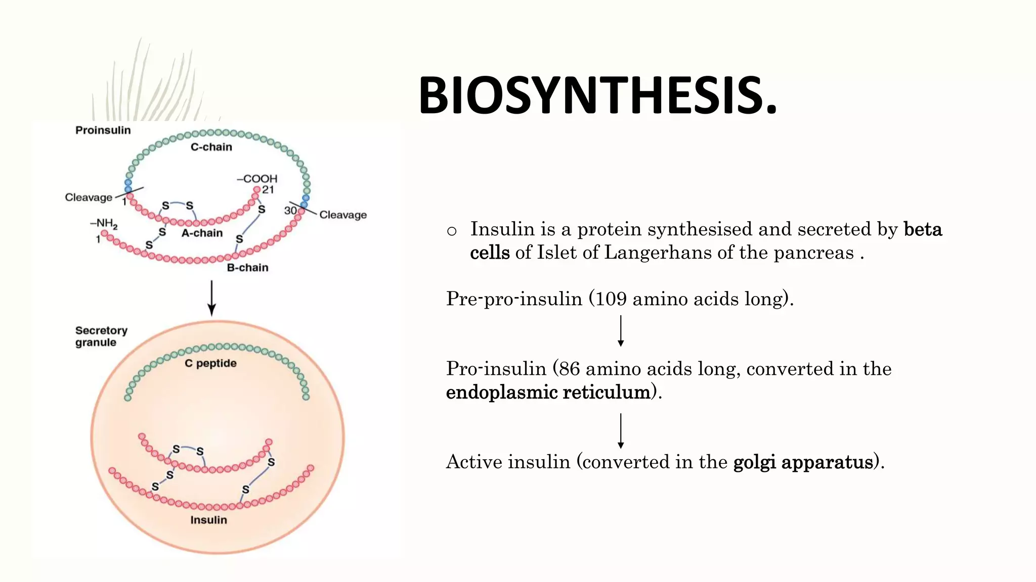 Insulin and its mechanism of action. | PPTX