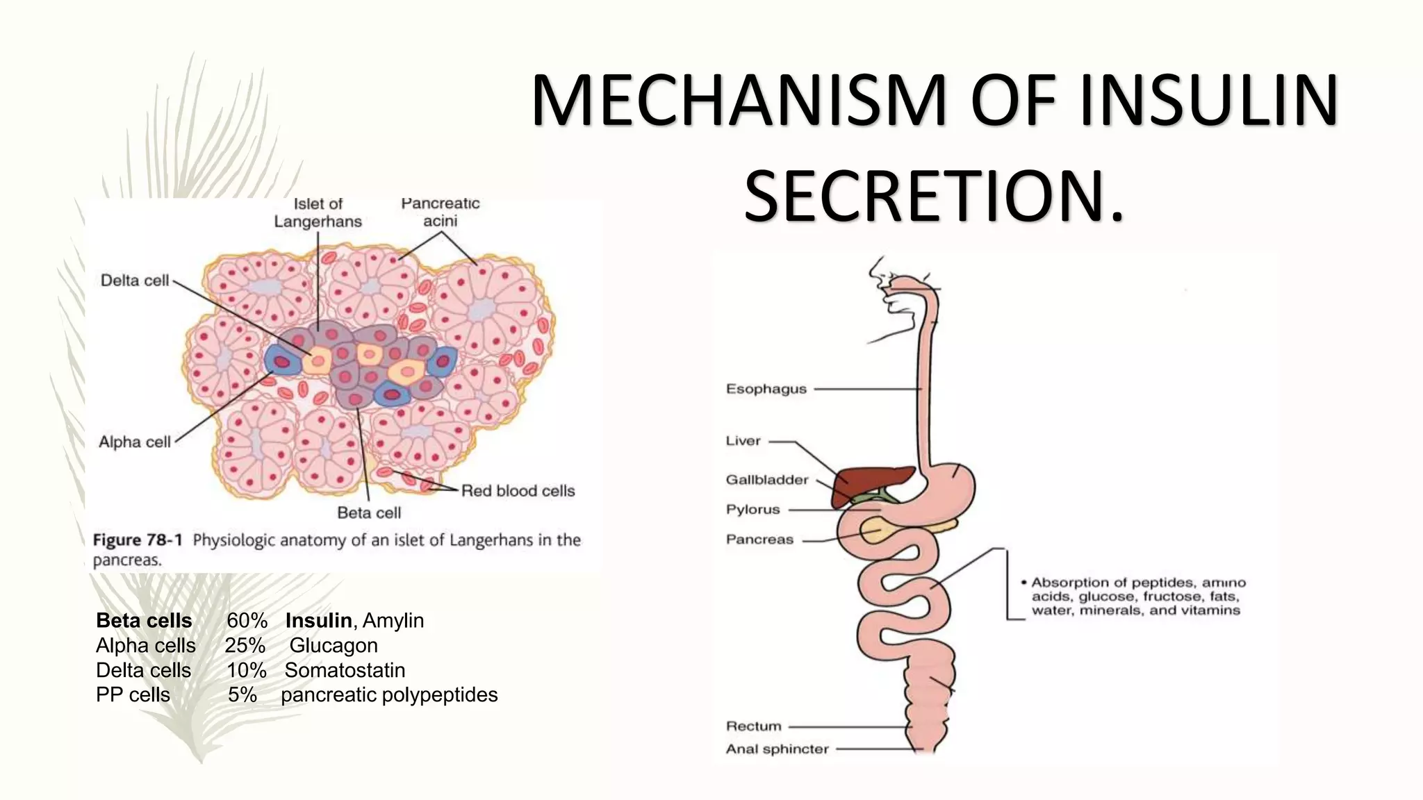 Insulin and its mechanism of action. | PPTX