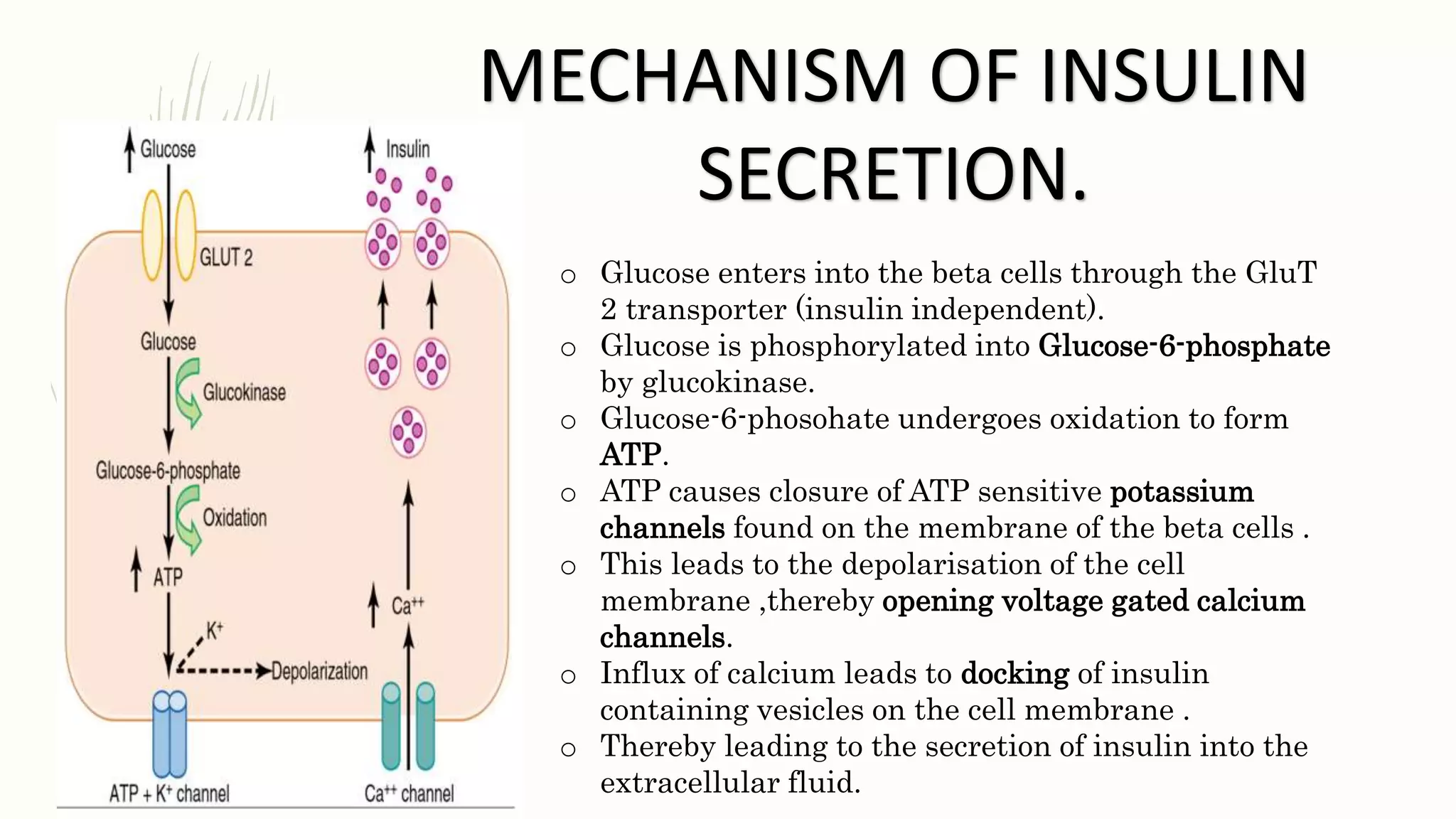 Insulin and its mechanism of action. | PPTX