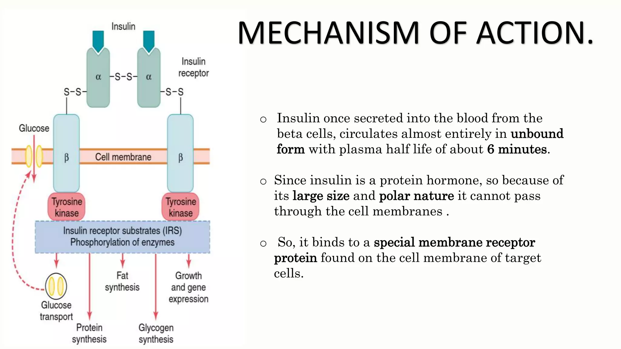 Insulin and its mechanism of action. | PPTX