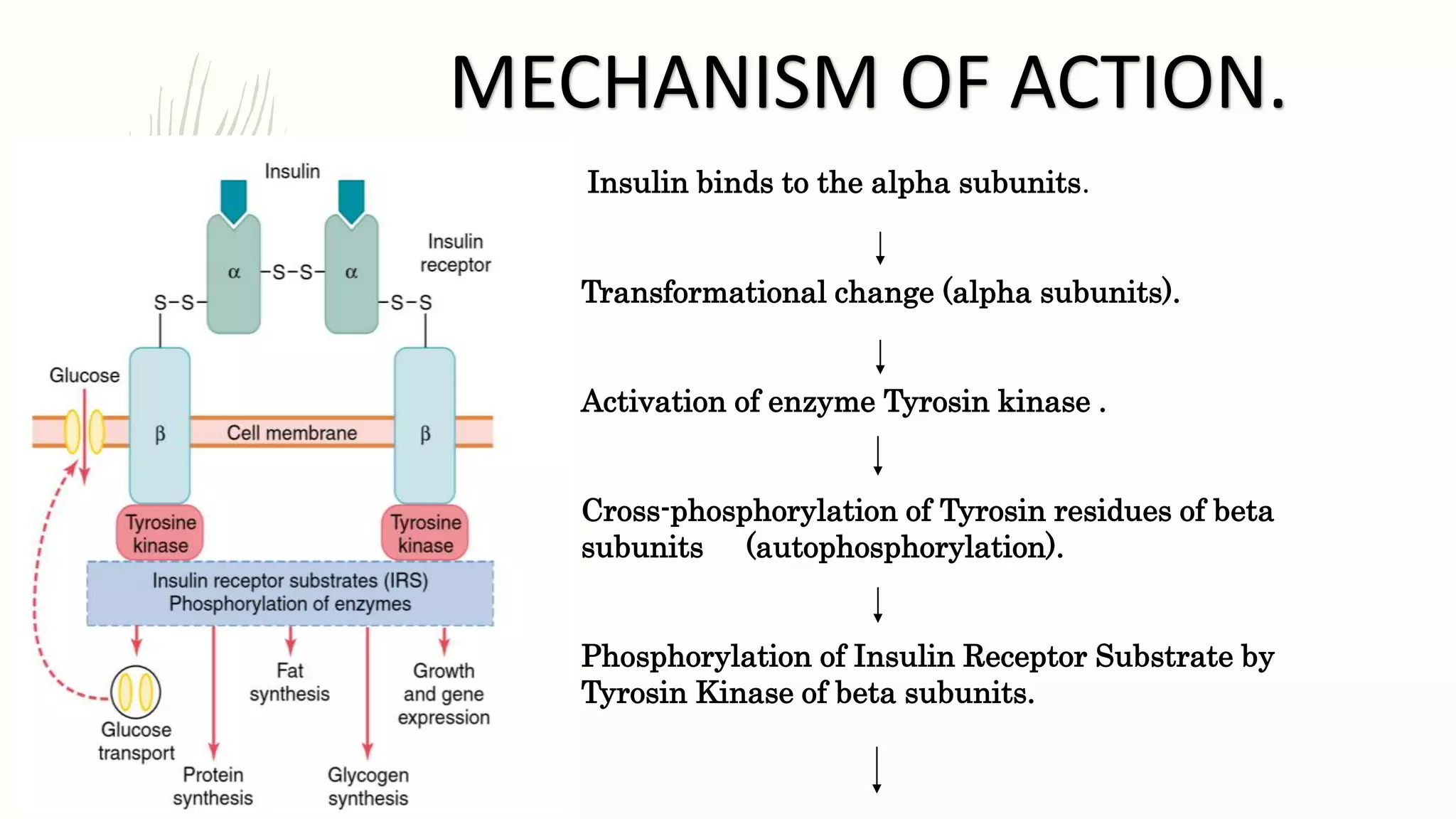 Insulin and its mechanism of action. | PPTX
