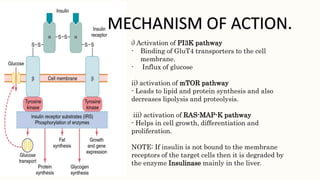 Insulin and its mechanism of action. | PPTX
