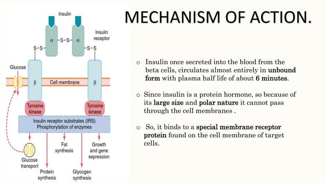 Insulin and its mechanism of action. | PPTX | Endocrine and Metabolic ...