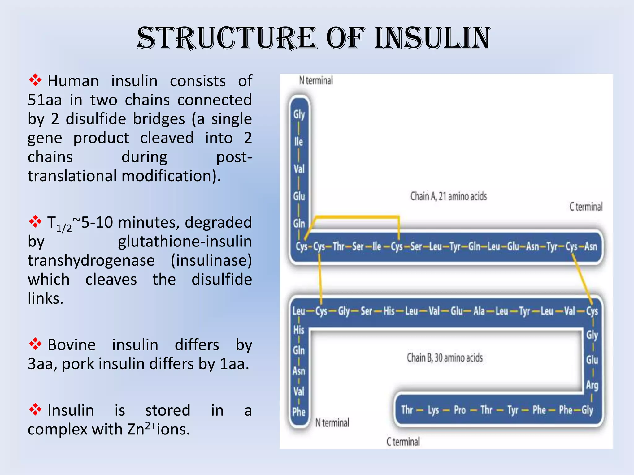 Insulin and its mechanism of action | PPTX