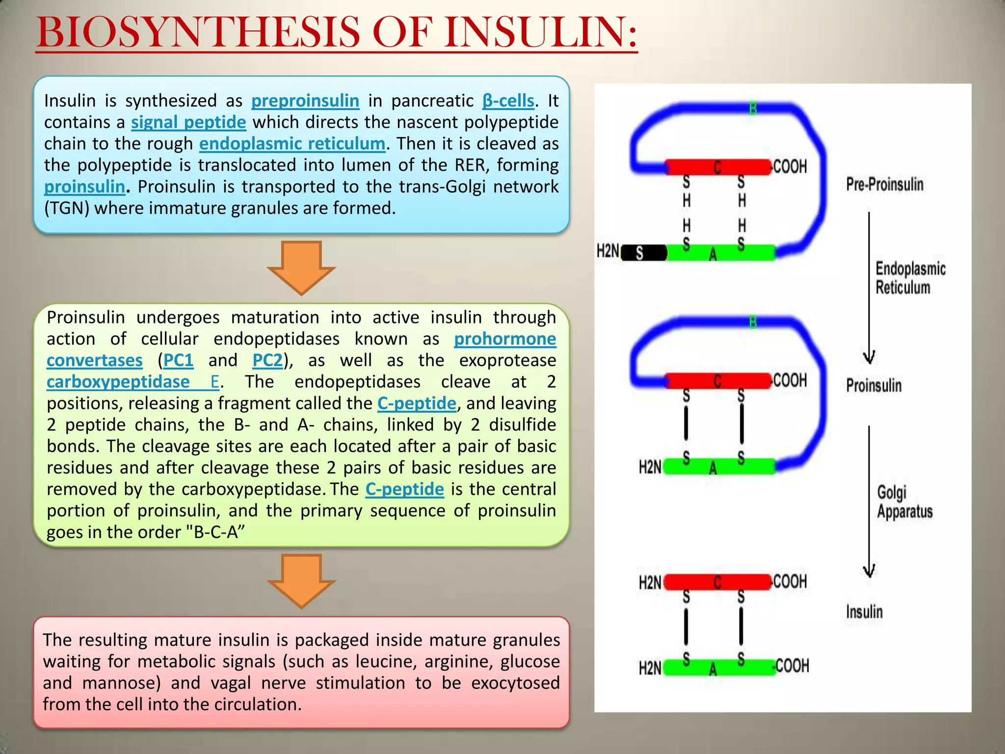 Insulin and its mechanism of action | PPTX