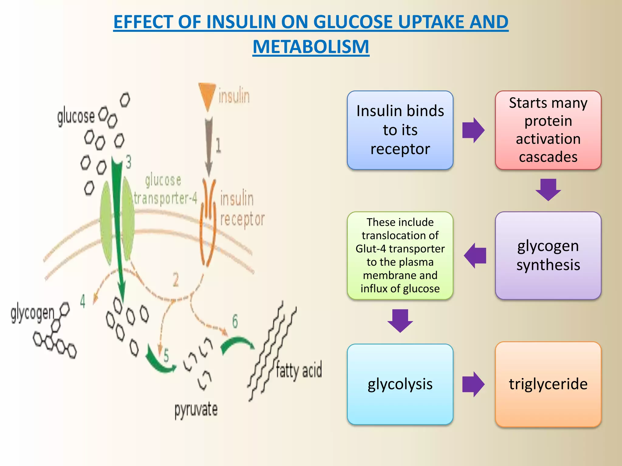 Insulin and its mechanism of action | PPTX
