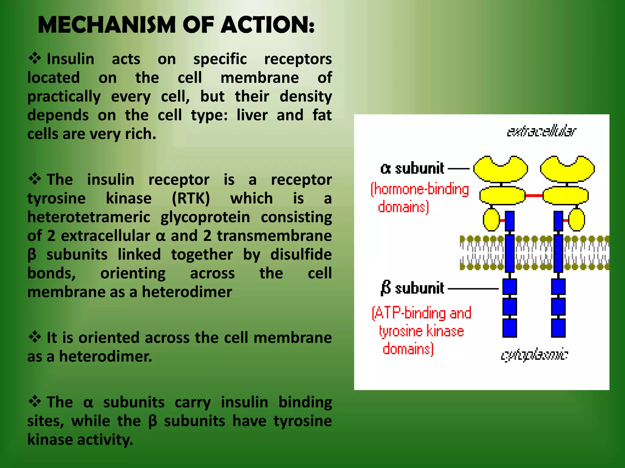 Insulin and its mechanism of action | PPTX