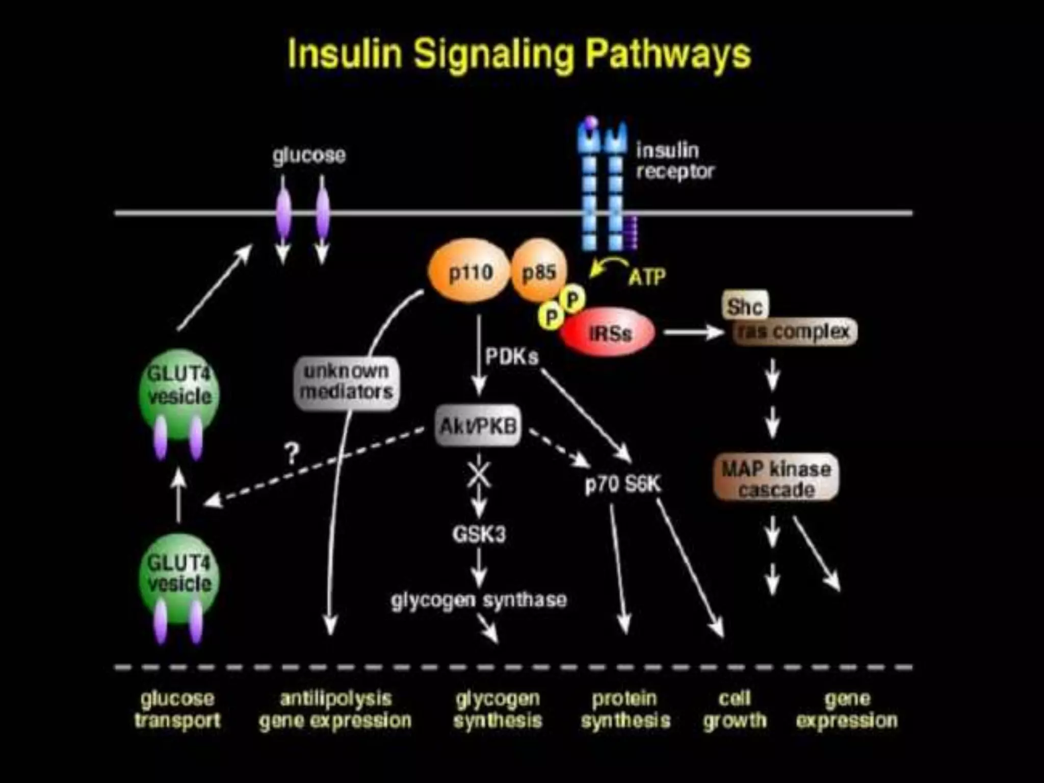 Insulin and its mechanism of action | PPTX