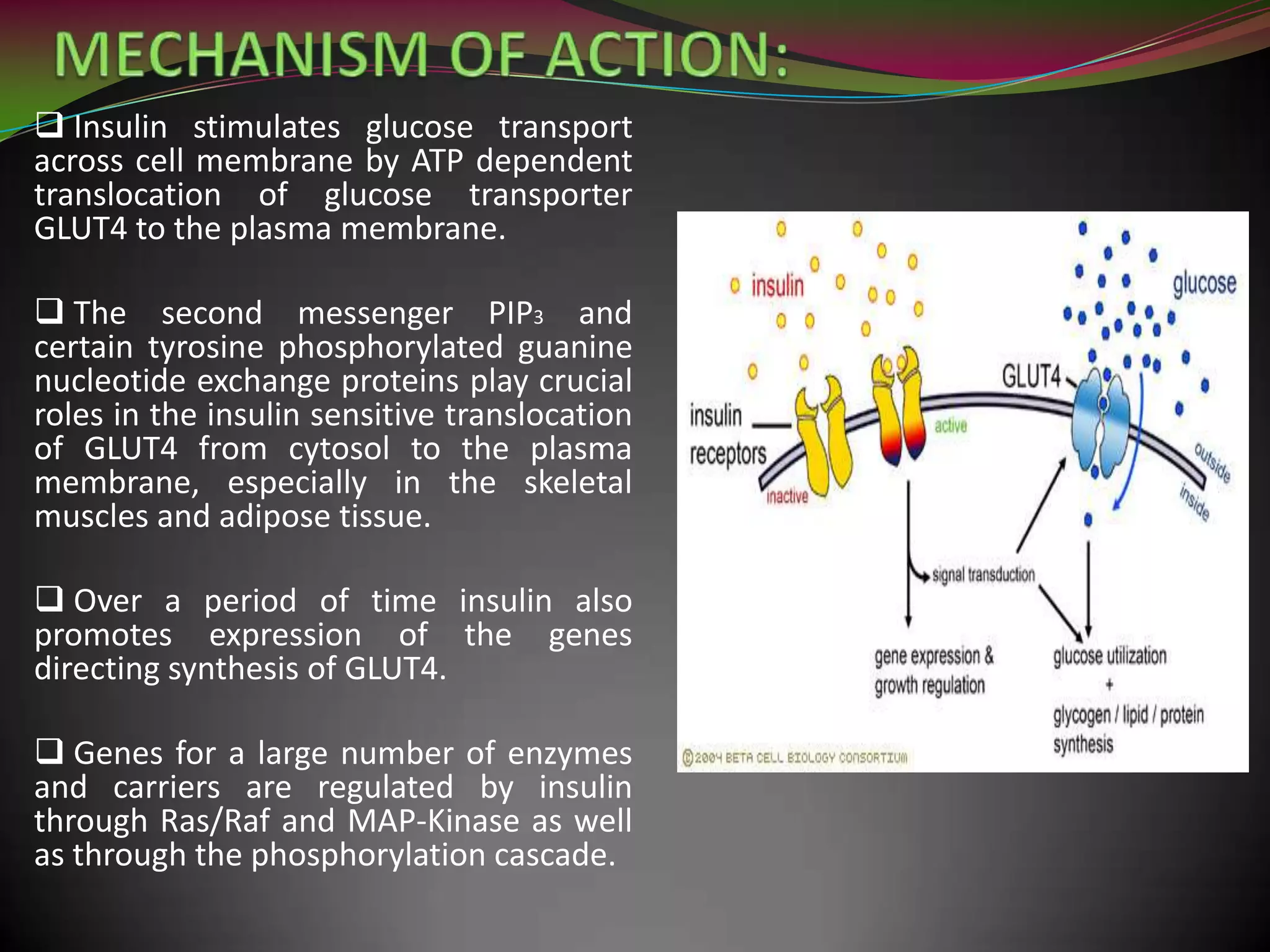 Insulin and its mechanism of action | PPTX
