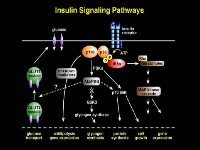 Insulin and its mechanism of action
