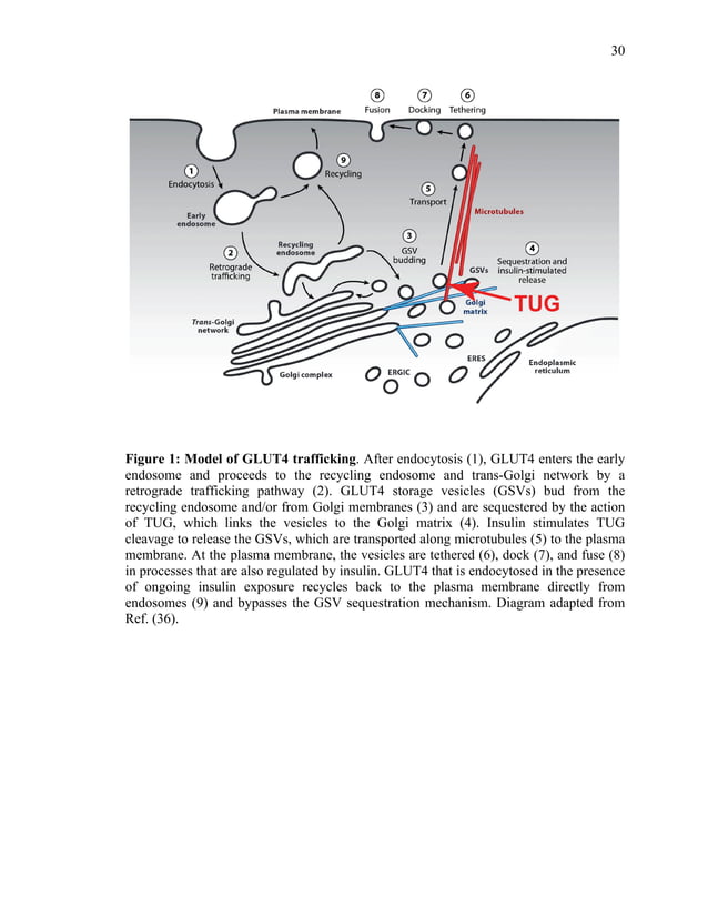 Insulin and non insulin dependent glut4 trafficking regulation by the ...