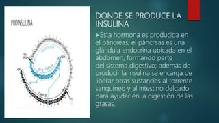 Insulina y glucagon | PPTX