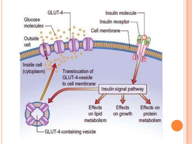 biochemistry of Insulin and diabetes