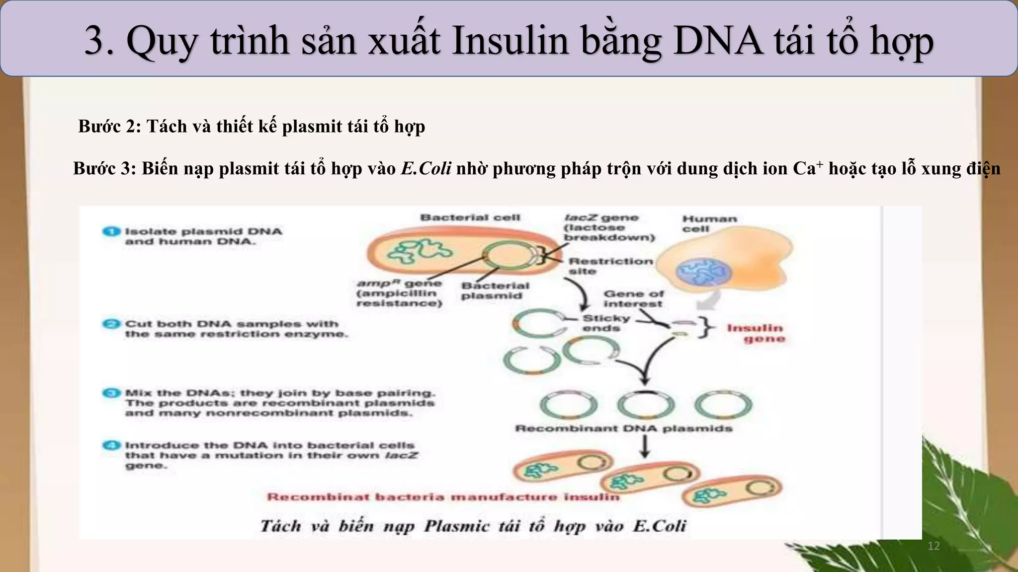 Insuline.pptx