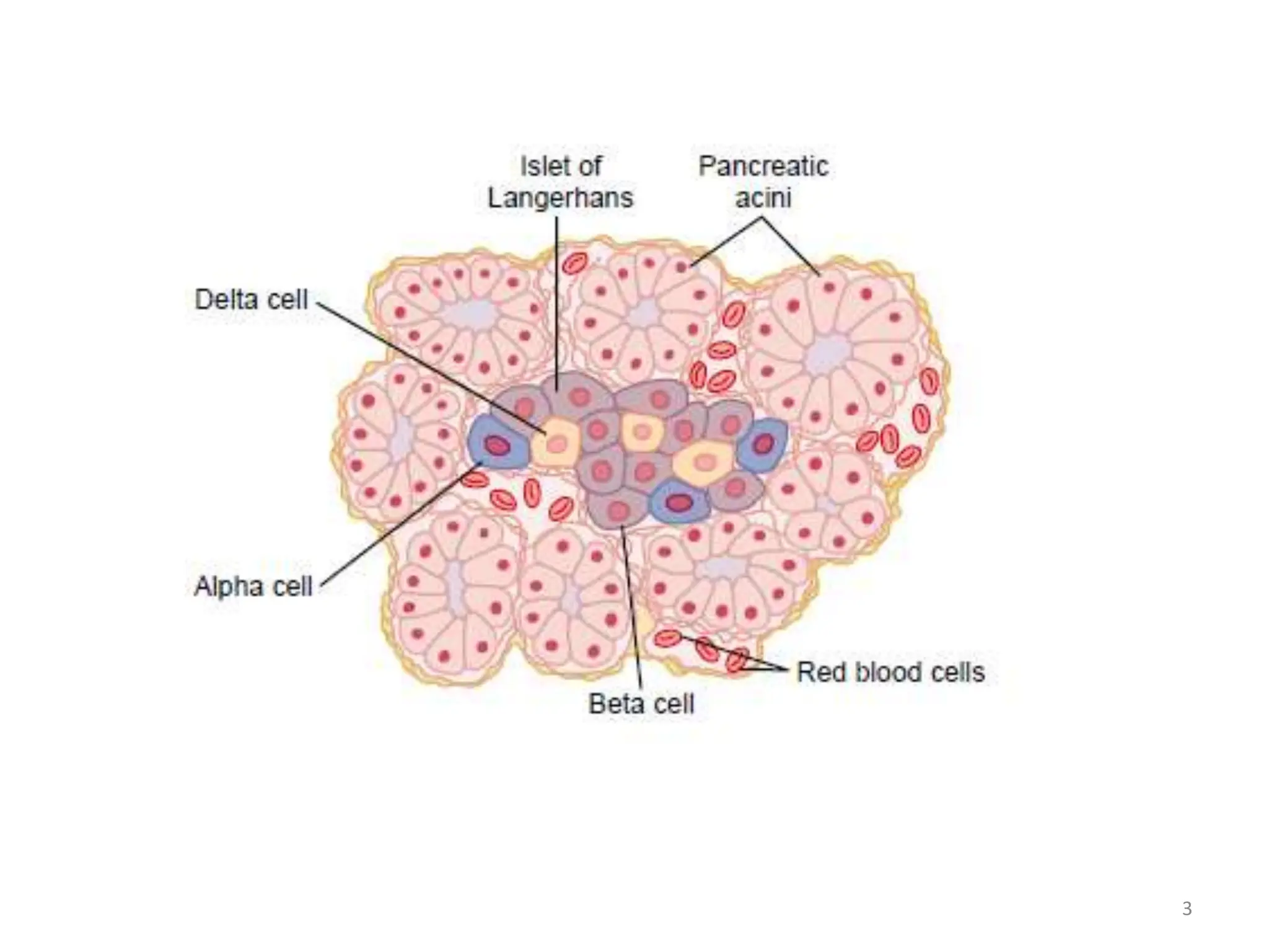 Insulin and glucagon biosynthesis from amino acids | PPT