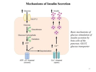 Insulin and glucagon biosynthesis from amino acids | PPTX