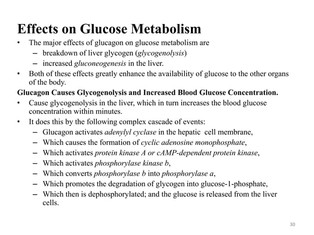 Insulin and glucagon biosynthesis from amino acids | PPT