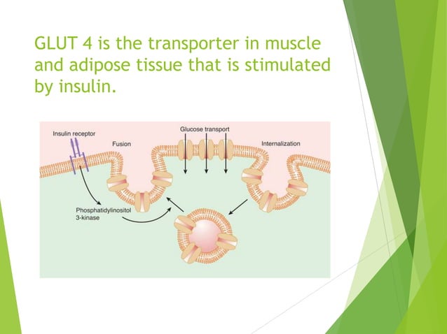 Insulin, glucagon, and diabetes mellitus | PPTX | Endocrine and ...