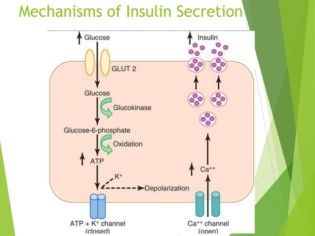 Insulin, glucagon, and diabetes mellitus | PPTX | Endocrine and ...