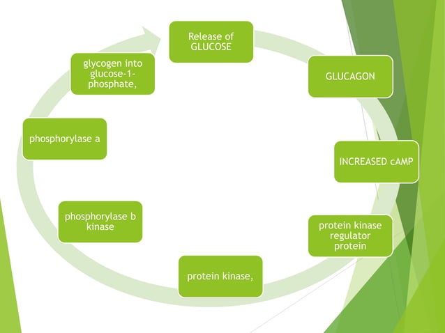 Insulin, glucagon, and diabetes mellitus | PPTX | Endocrine and ...