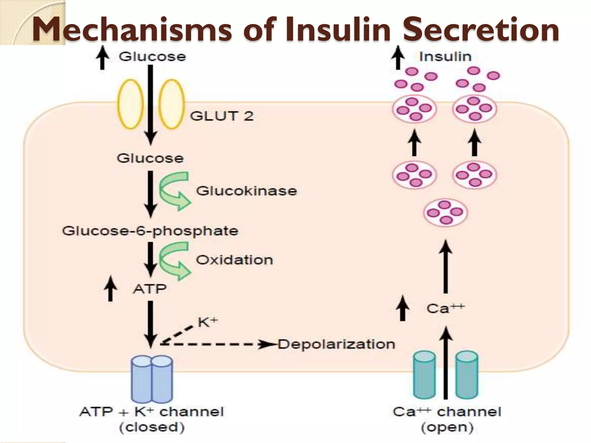 Insulin, glucagon & dm | PPTX