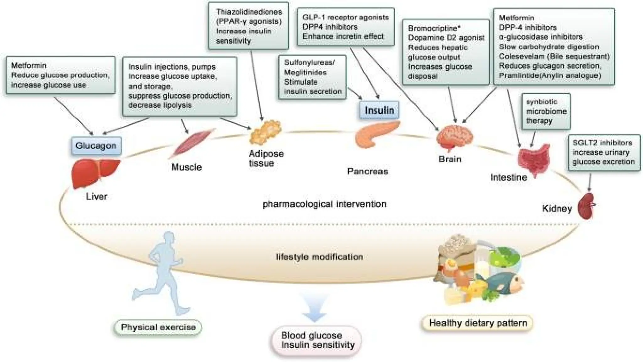 Insulin mechanism action , insulin receptor ,insulin mode of action ...