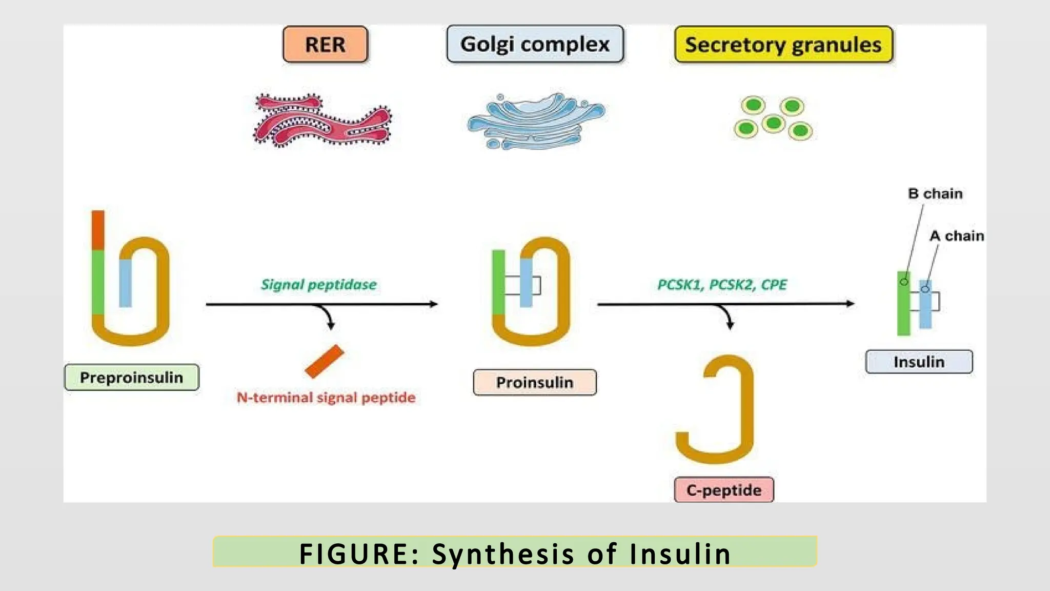 Insulin mechanism action , insulin receptor ,insulin mode of action ...