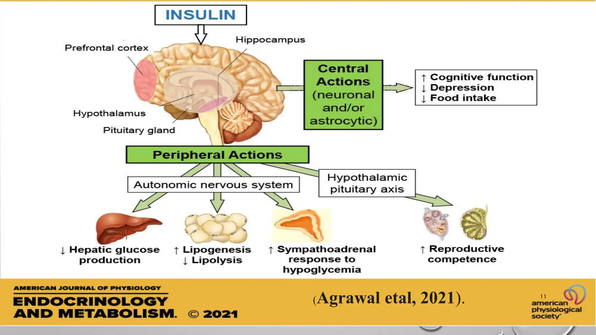 Insulin Hormone.pdf