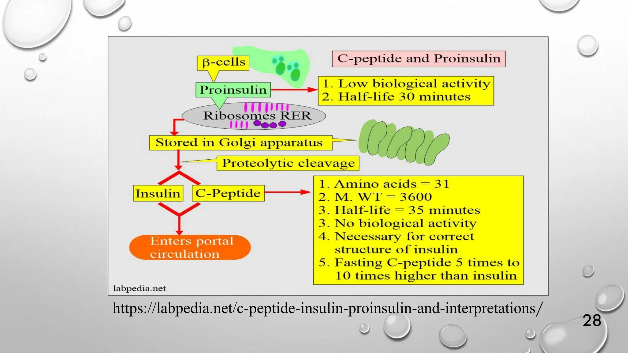 Insulin Hormone.pdf