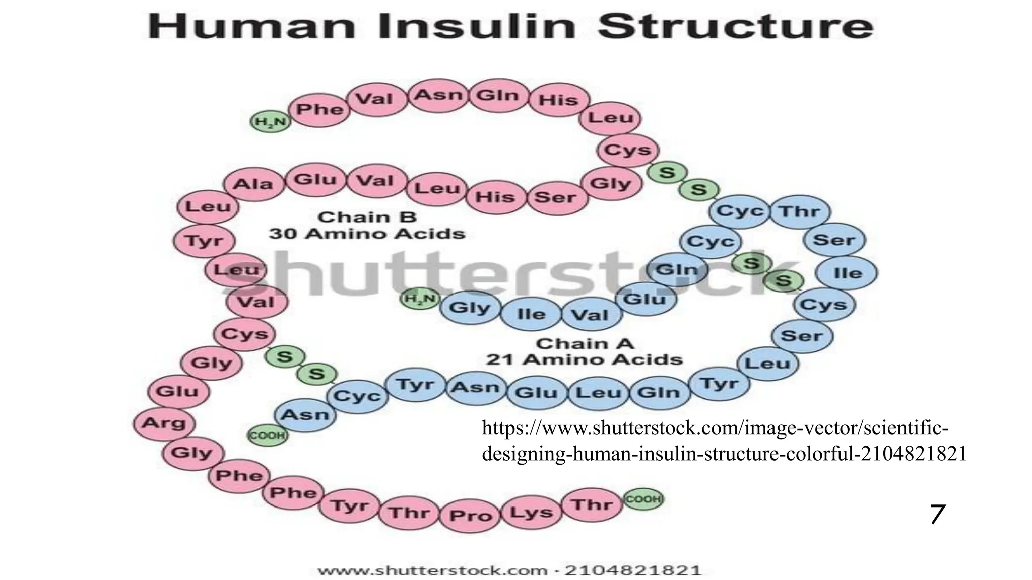 Insulin Hormone.pdf