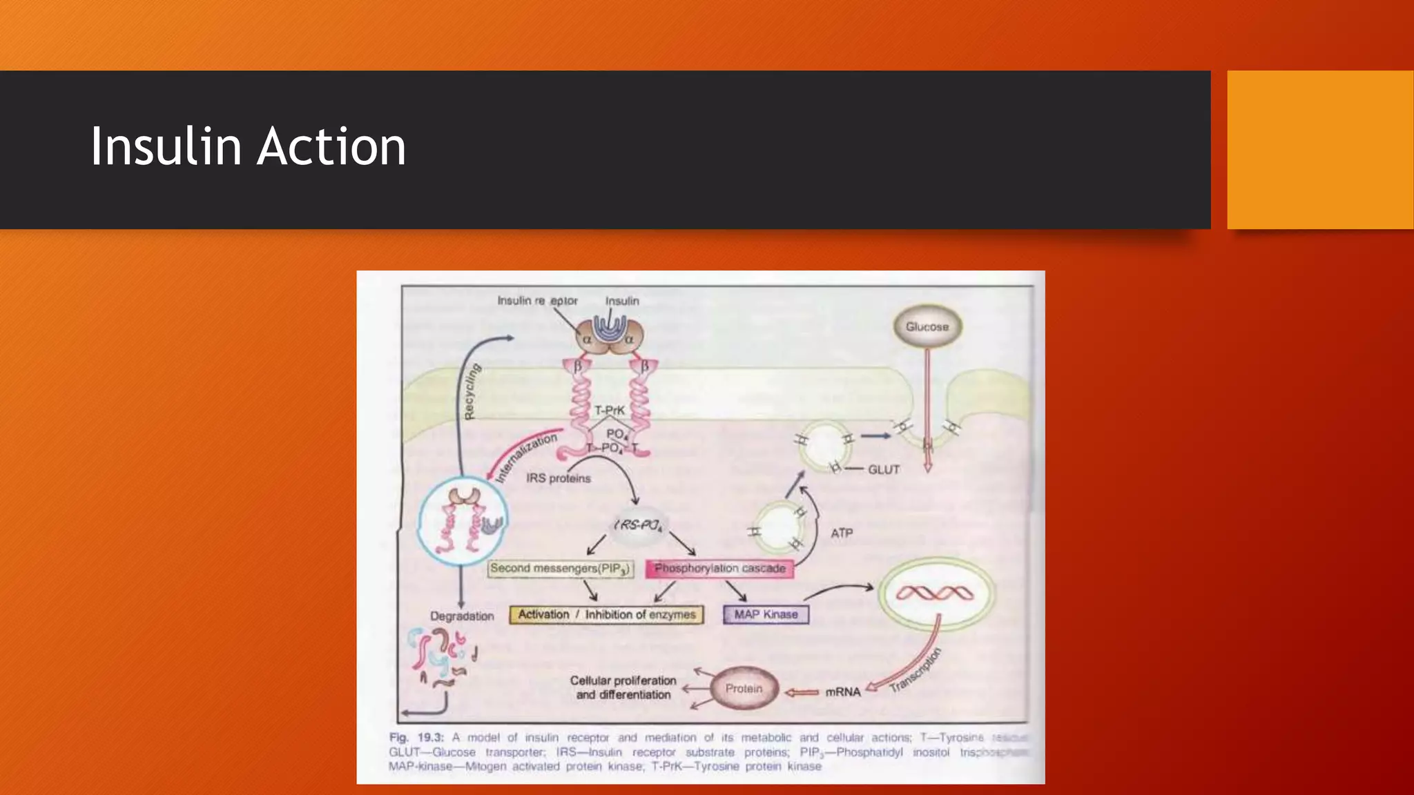 Insulin in management of diabetes mellitus | PPTX