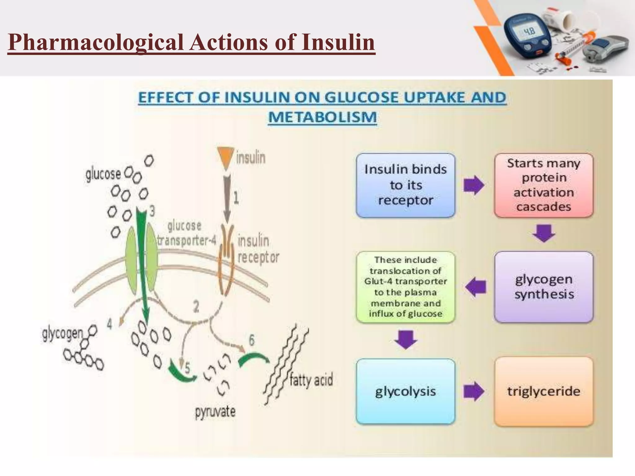 Insulin Pharmacological Actions, Mechanical of Action, Uses and Adverse ...