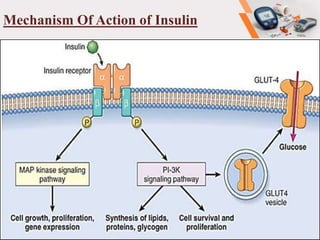 Insulin Pharmacological Actions, Mechanical of Action, Uses and Adverse ...