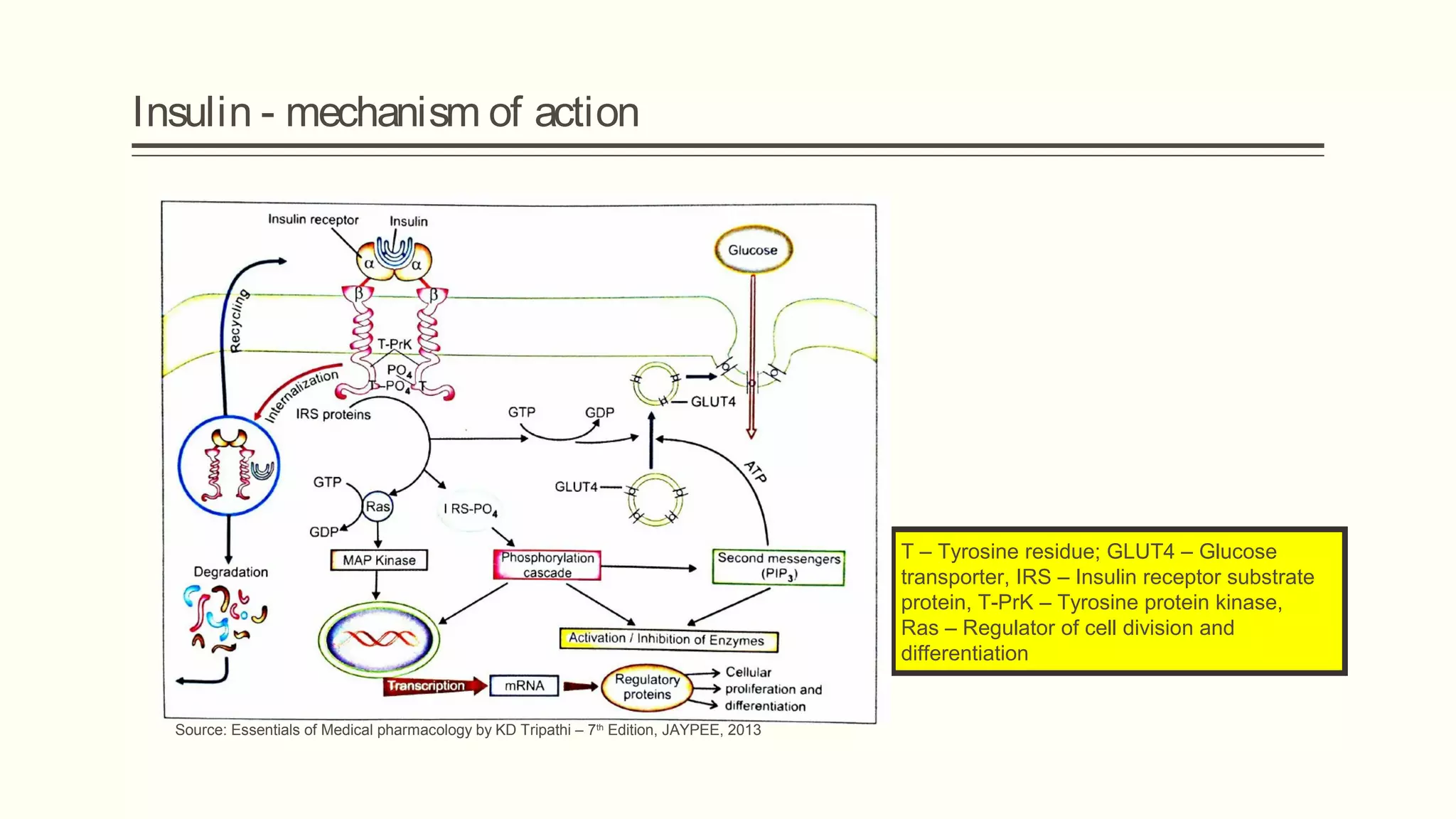 Insulin pharmacology | PPT