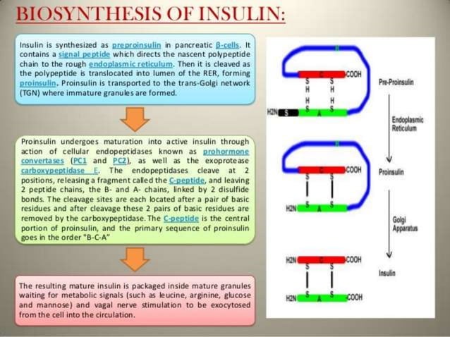 Insulin ppt | PPTX
