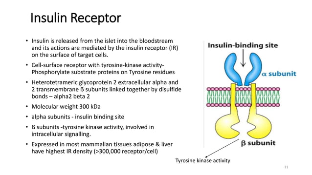 molecular & cellular mechanism of action of insulin | PPTX