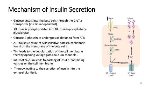 molecular & cellular mechanism of action of insulin | PPTX