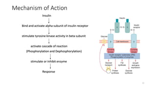 molecular & cellular mechanism of action of insulin | PPTX