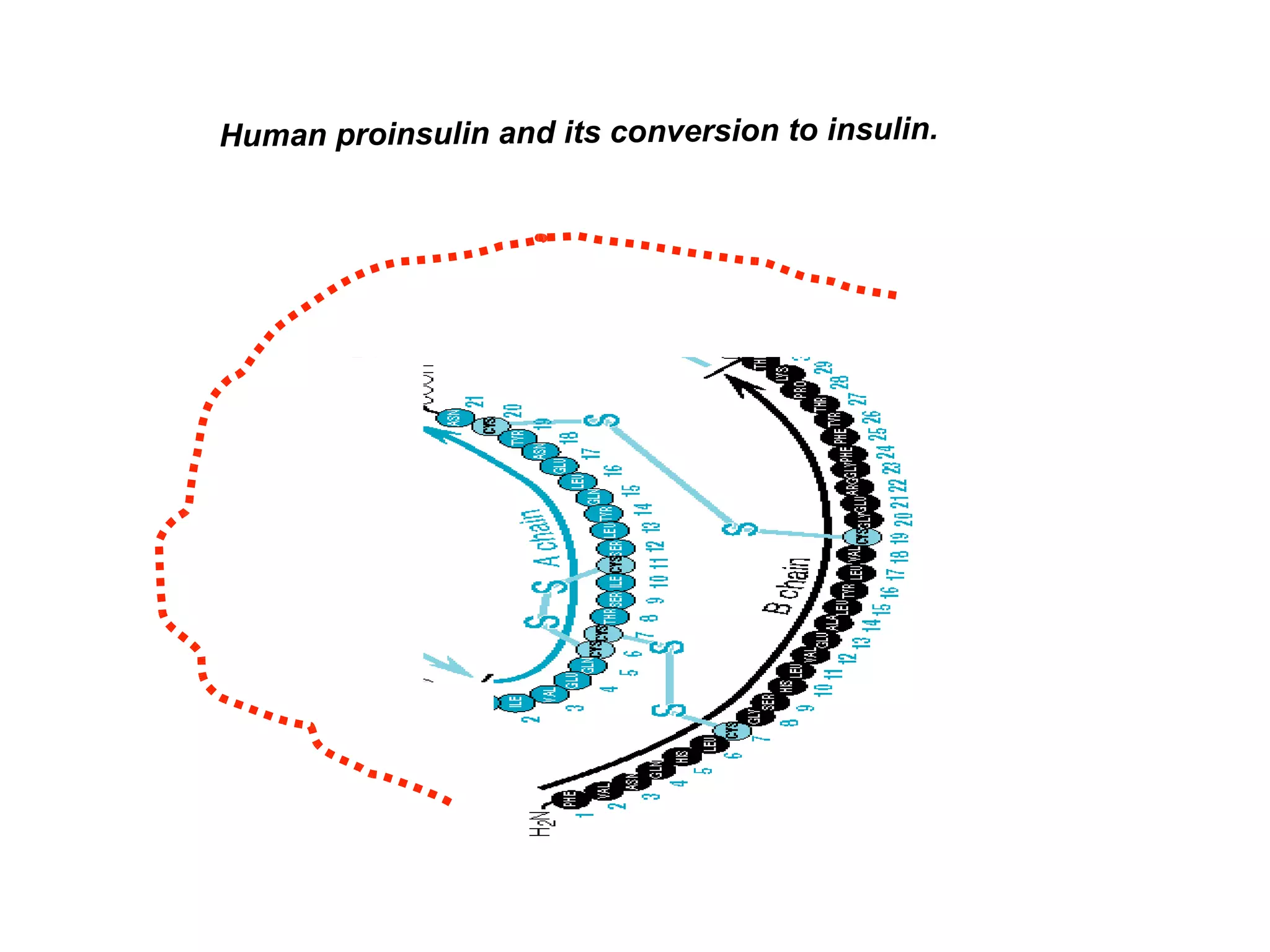 Insulin presentation | PPT
