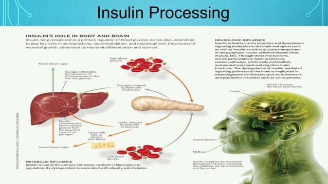 Insulin production and synthesis | PPTX