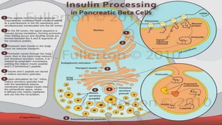 Insulin production and synthesis | PPTX