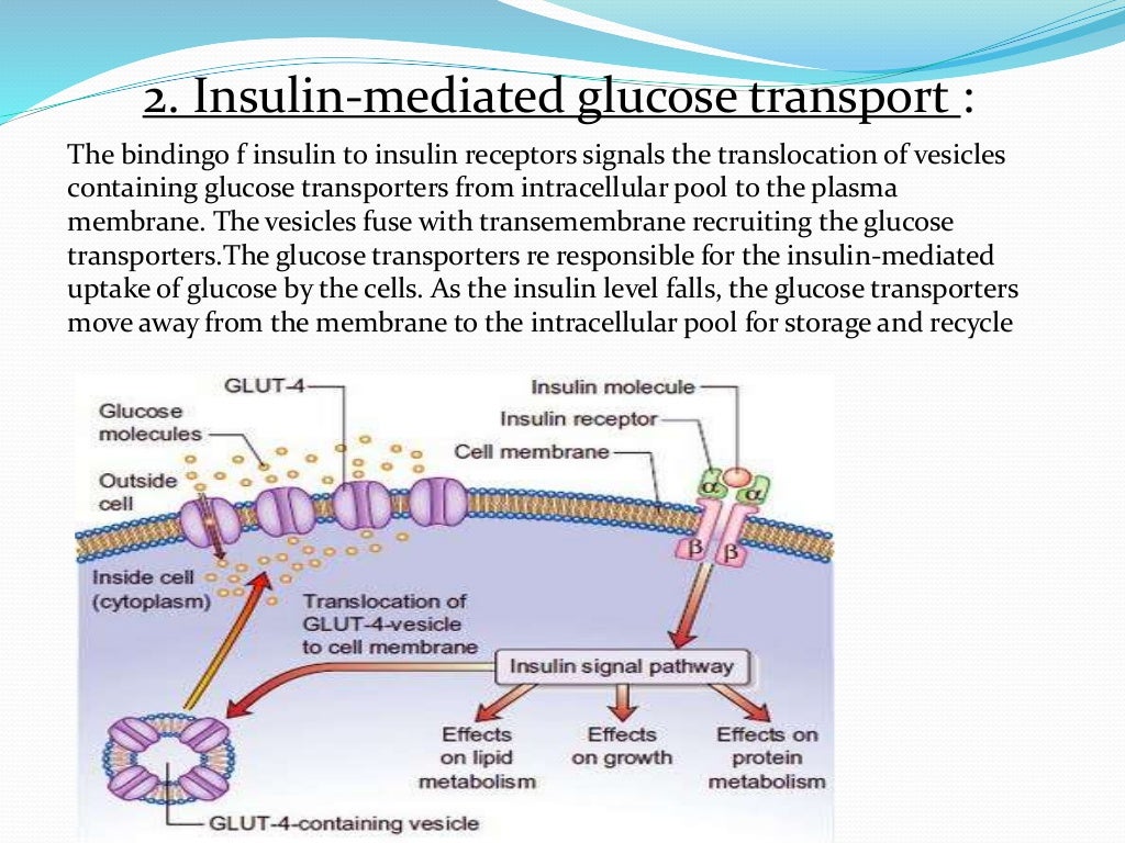 Insulin presentation
