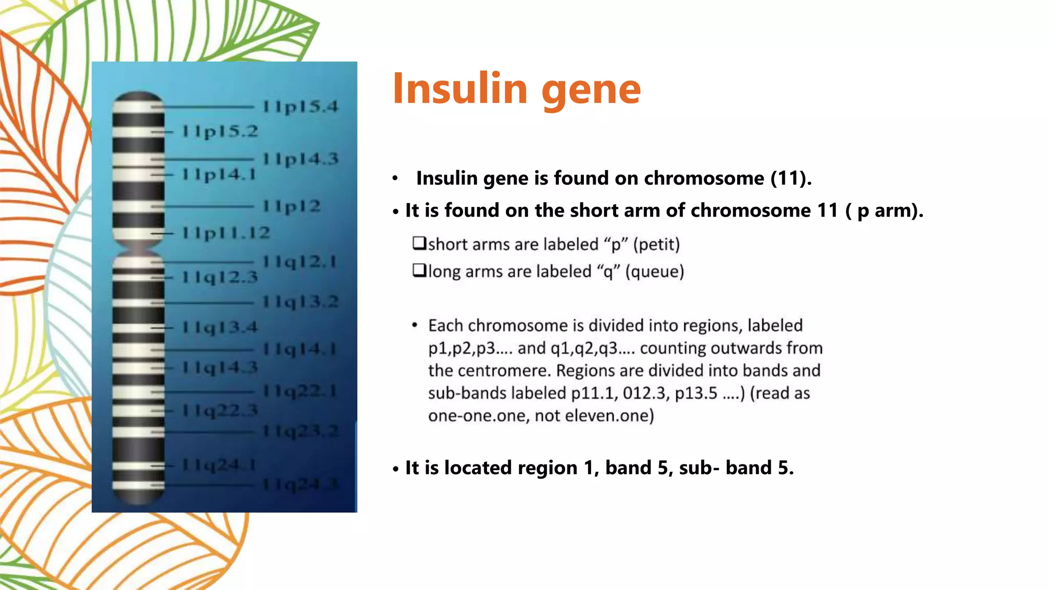 INSULIN PRODCTION.pptx