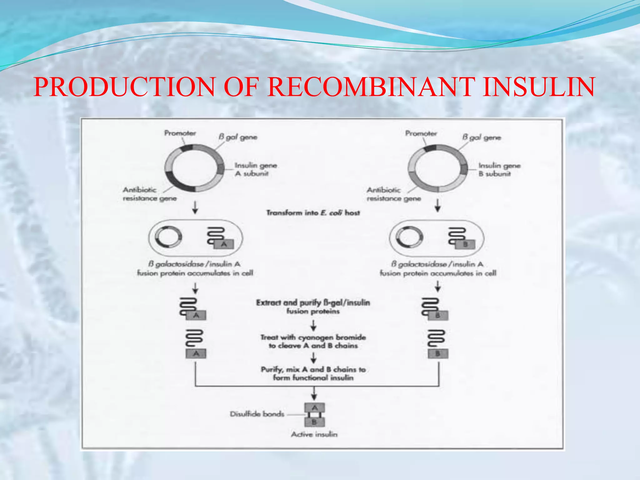 Insulin production | PPTX