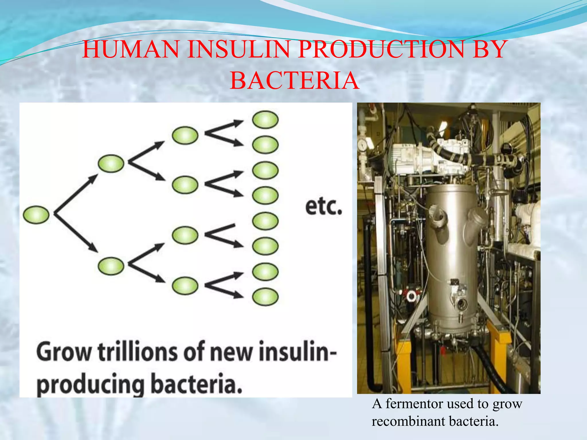 Insulin production | PPTX