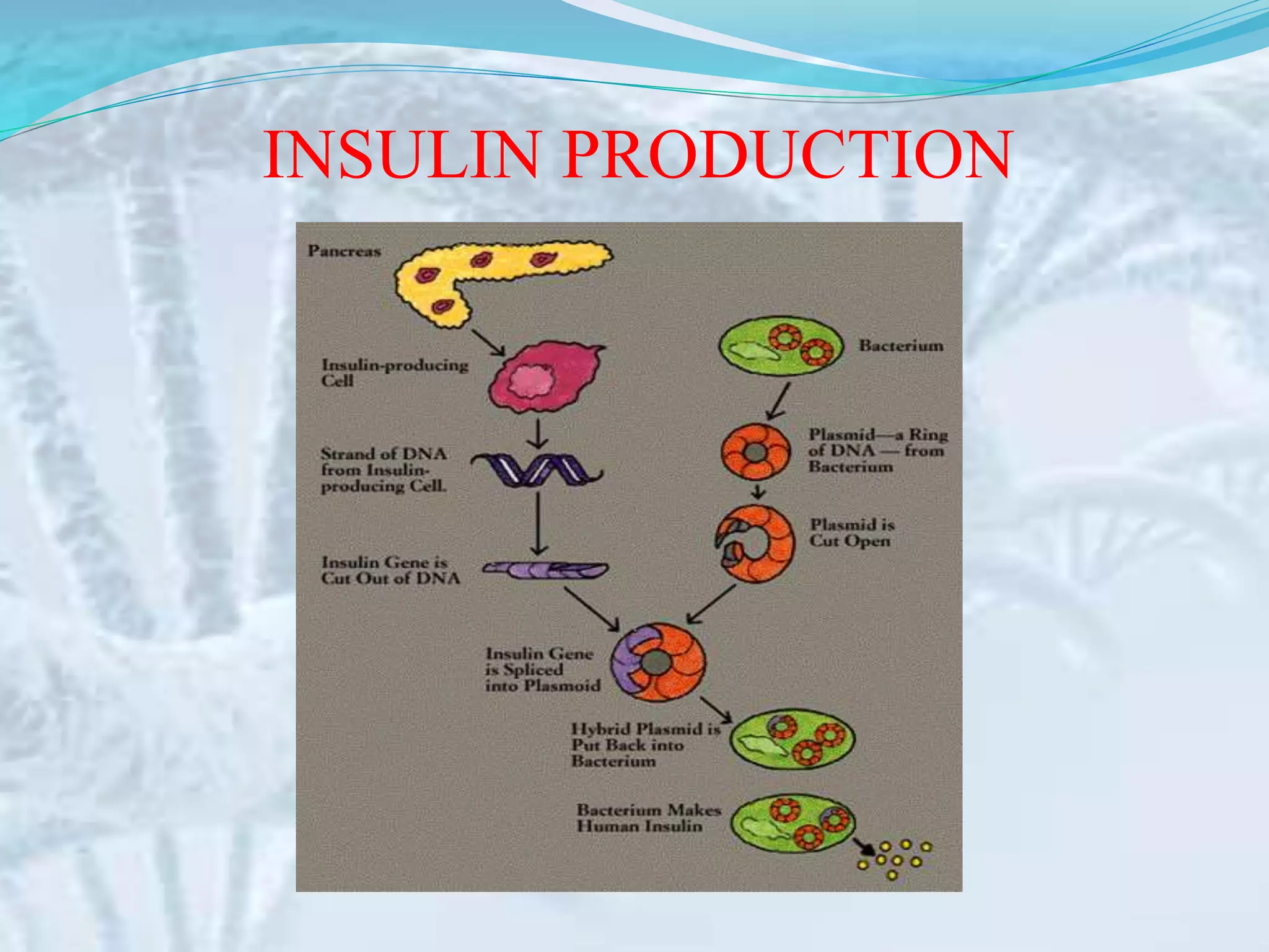 Insulin production | PPTX