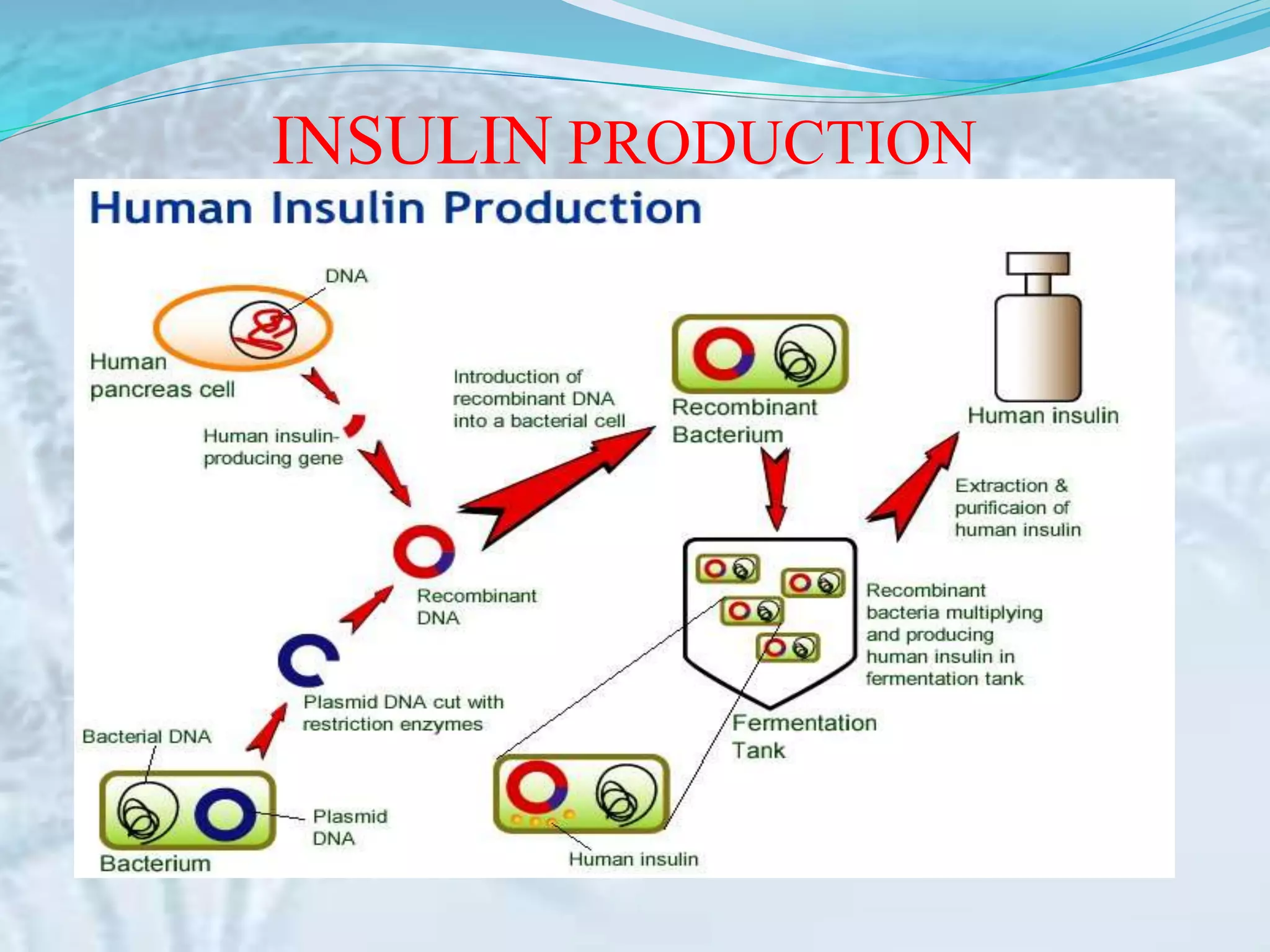 Insulin production | PPTX