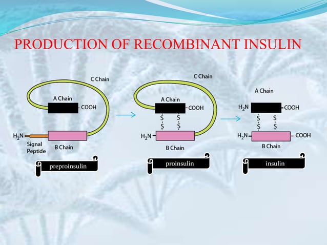 Insulin production | PPTX