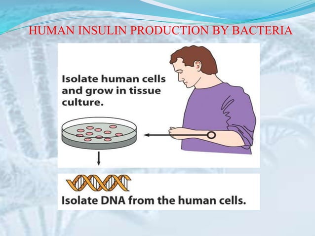 Insulin production | PPTX