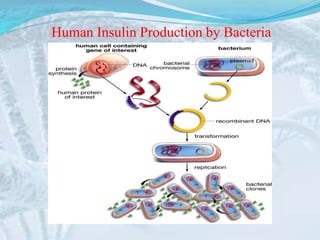 Insulin production | PPTX